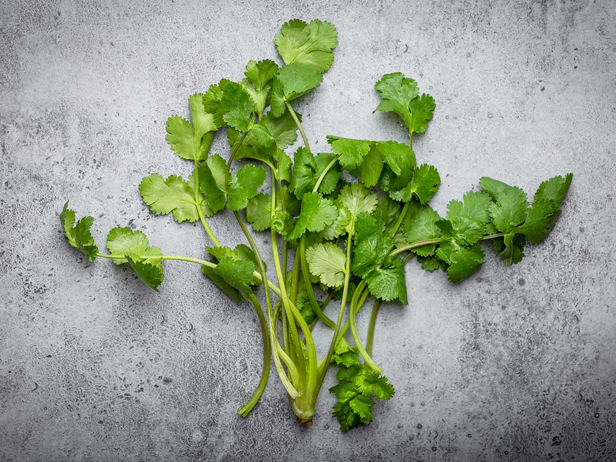 Keto Friendly Cilantro Is Coriander Low Carb 