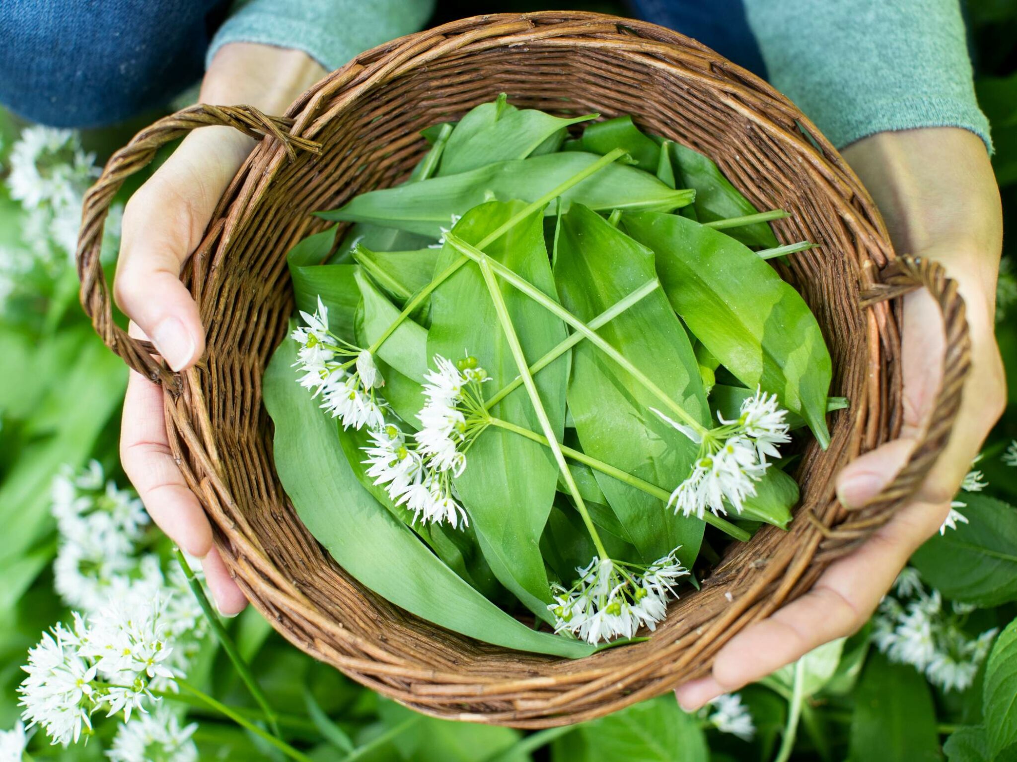 Free Food in the Wild! Top Edible Plants You Should Know About