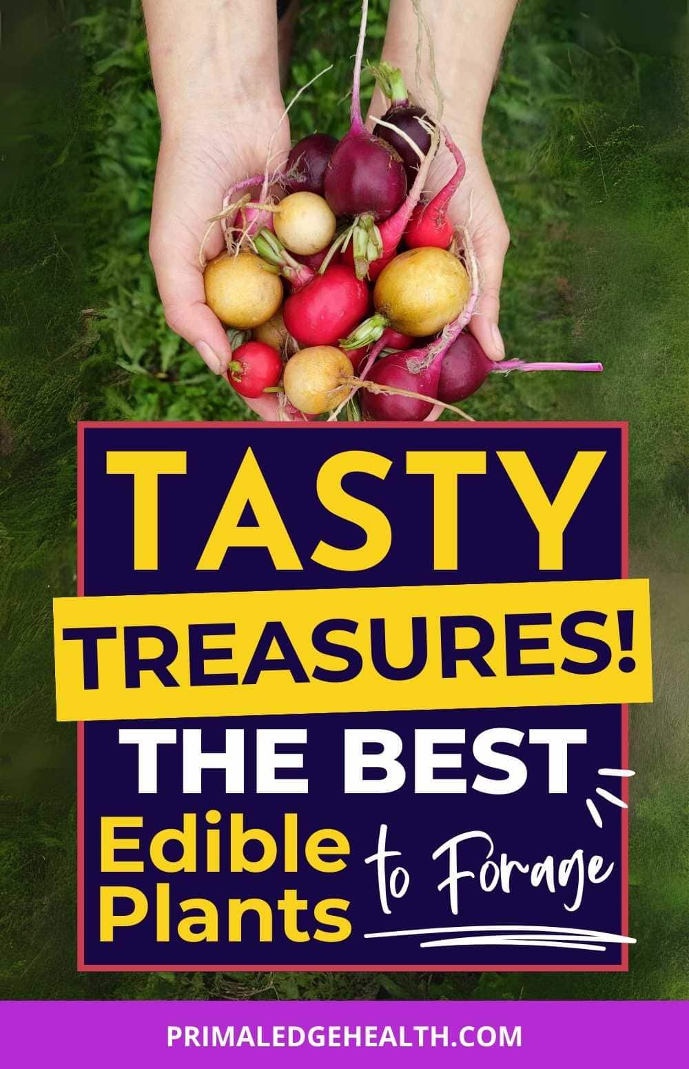 Free Food in the Wild! Top Edible Plants You Should Know About