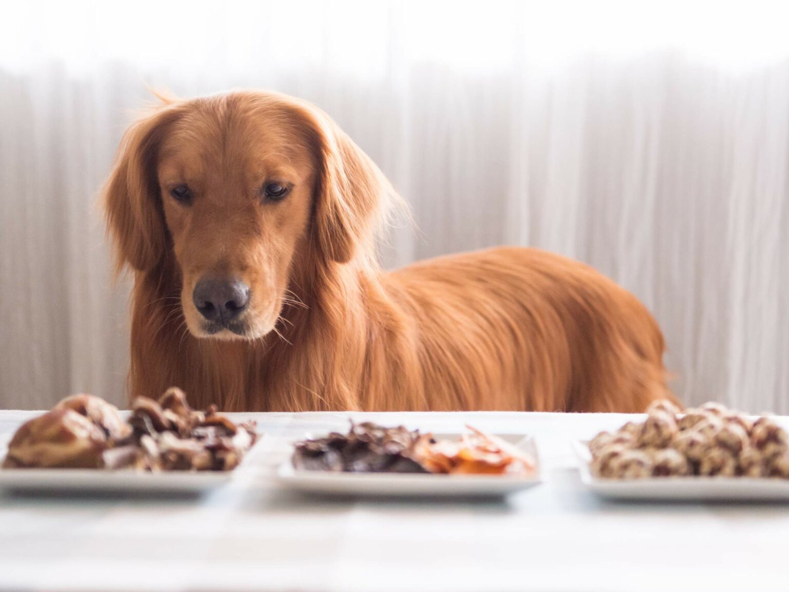 How Organ Meat for Dogs Can Lead to a Happier, Healthier Pup