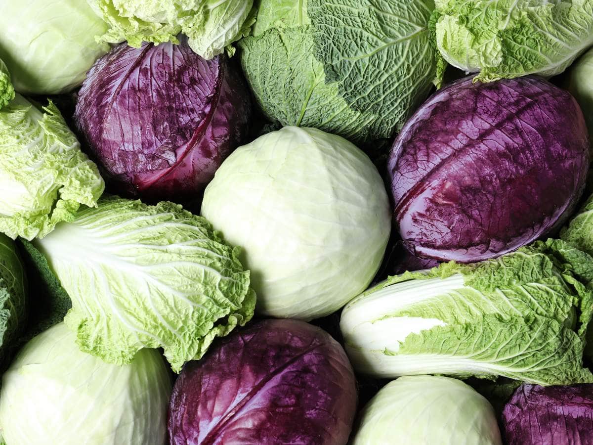 Crazy for Crucifers: Exploring the Different Types of Cabbage